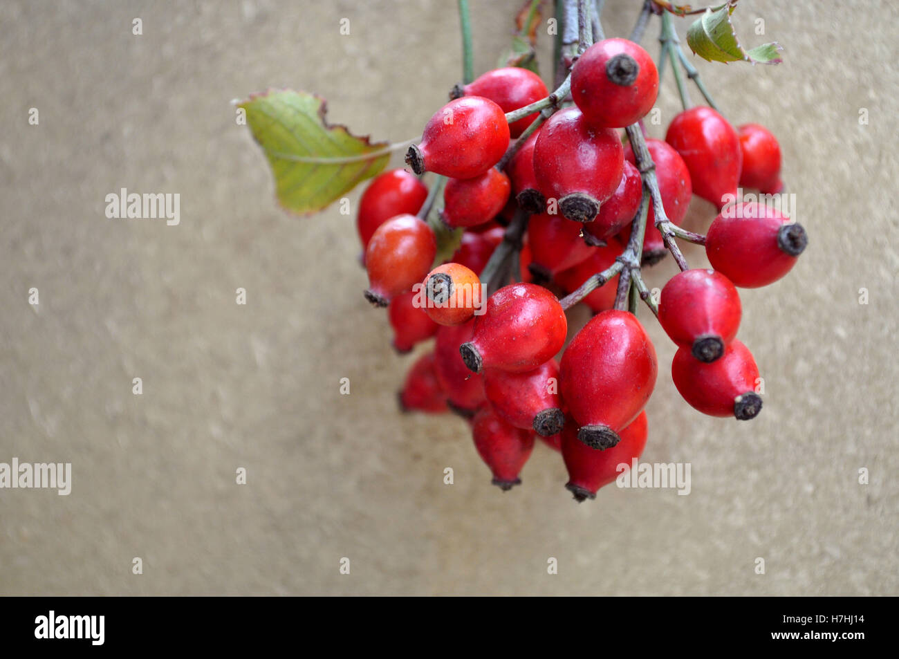 red natural rosehips Stock Photo - Alamy
