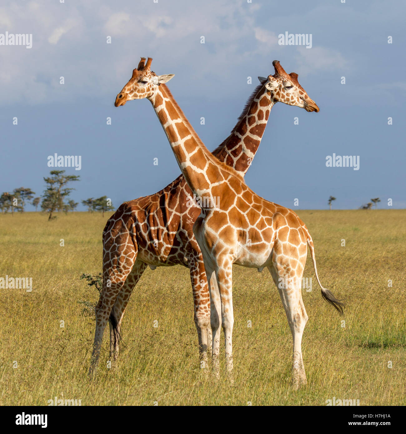 Two Reticulated giraffe Giraffa reticulata “Somali giraffe” standing ...