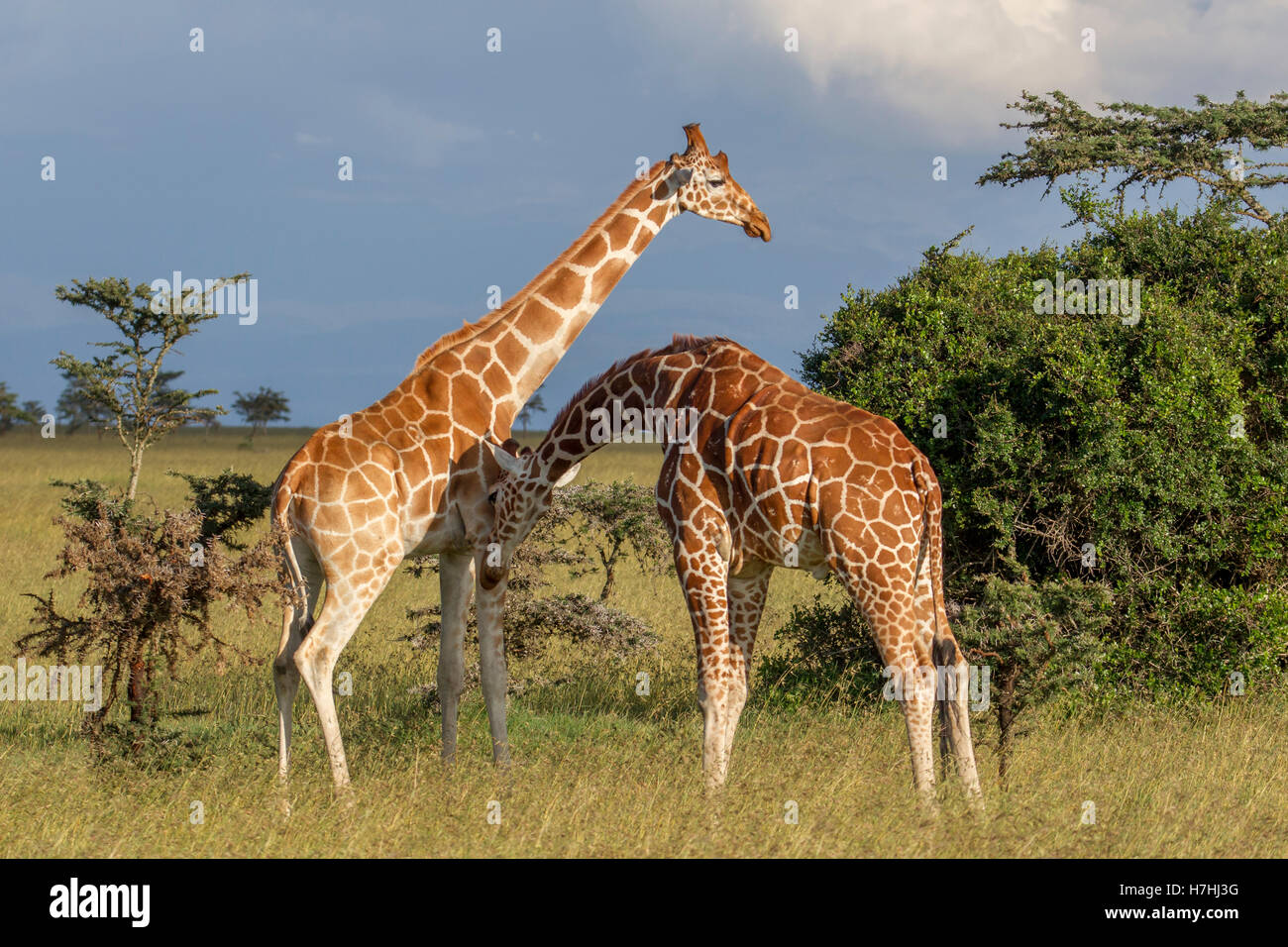 Two Reticulated giraffe Giraffa reticulata “Somali giraffe”, head down, neck fighting, Laikipia ...
