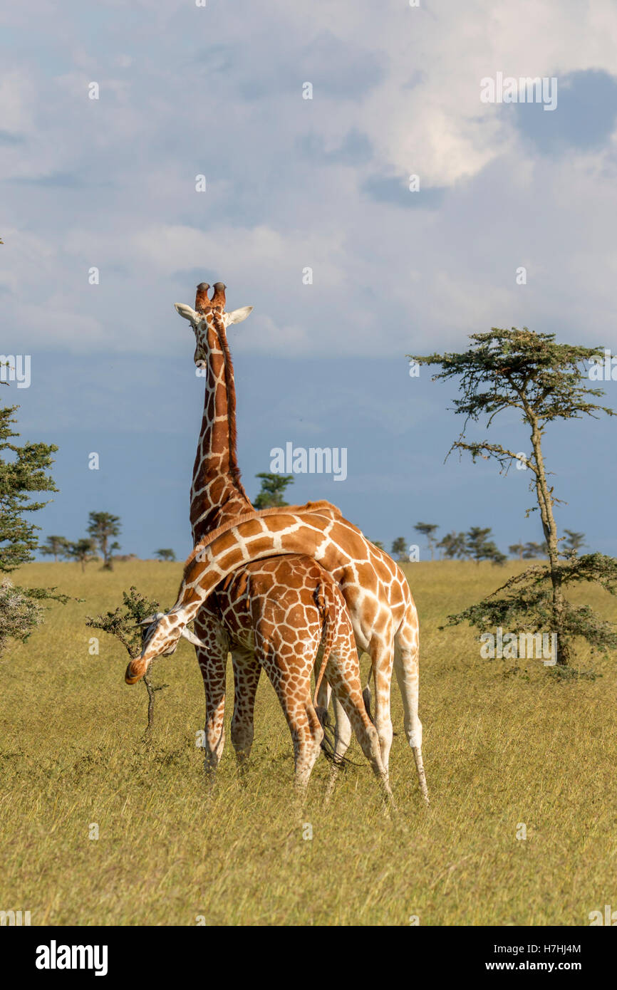 Two Reticulated giraffe Giraffa reticulata “Somali giraffe”, rear view ...