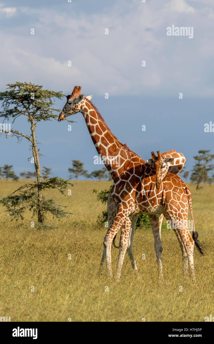 Two Reticulated giraffe Giraffa reticulata “Somali giraffe”, one with ...