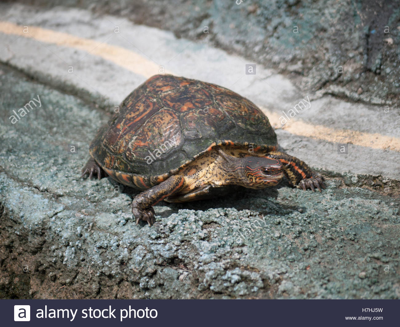 Wood Turtle High Resolution Stock Photography and Images - Alamy