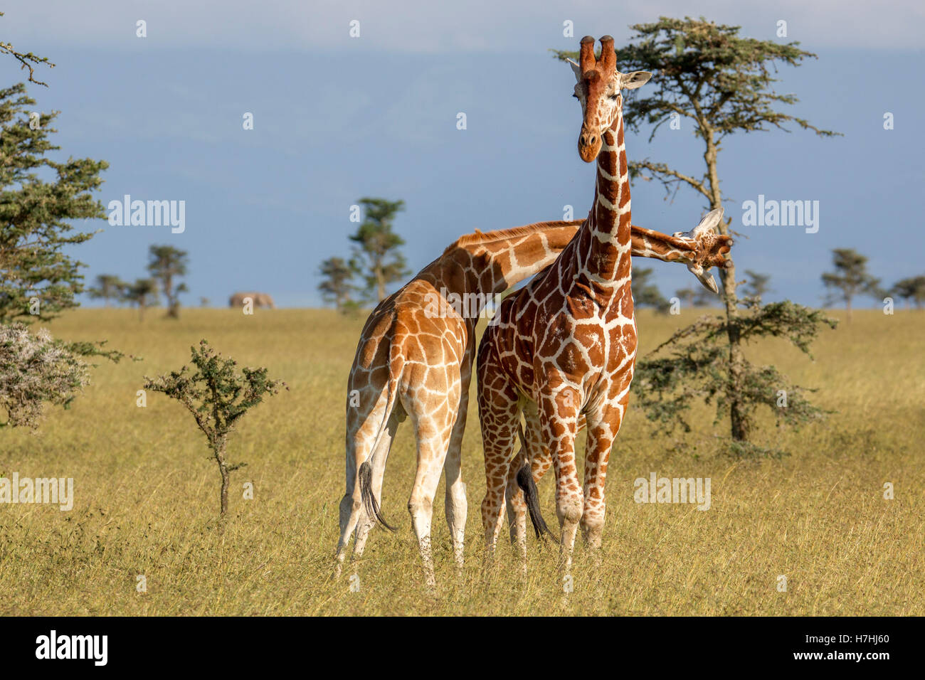 Two Reticulated giraffe Giraffa reticulata “Somali giraffe”, one ...