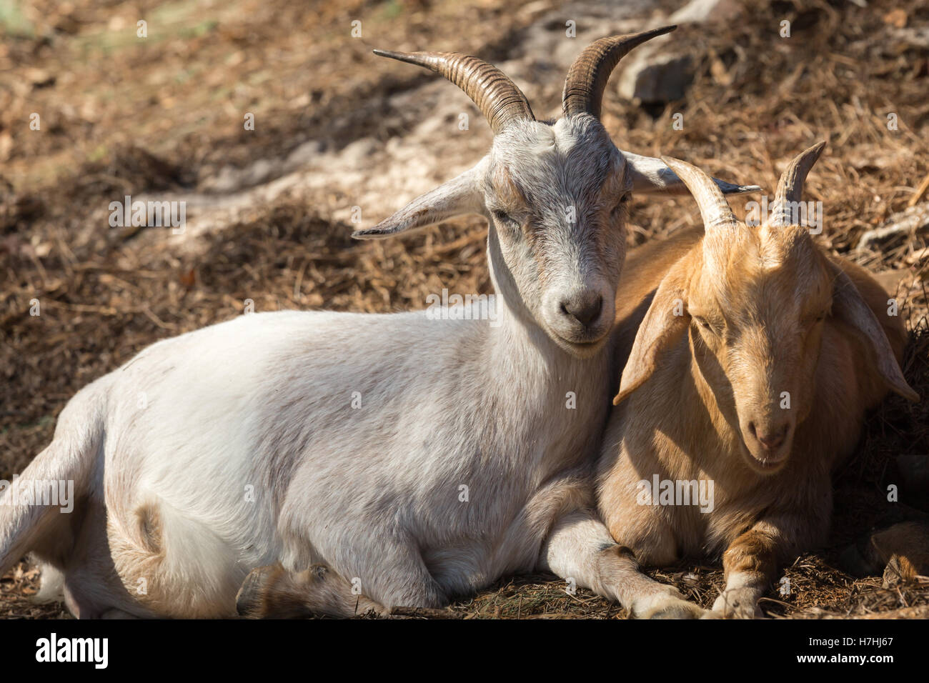 Goats at rest in evening sun Stock Photo - Alamy