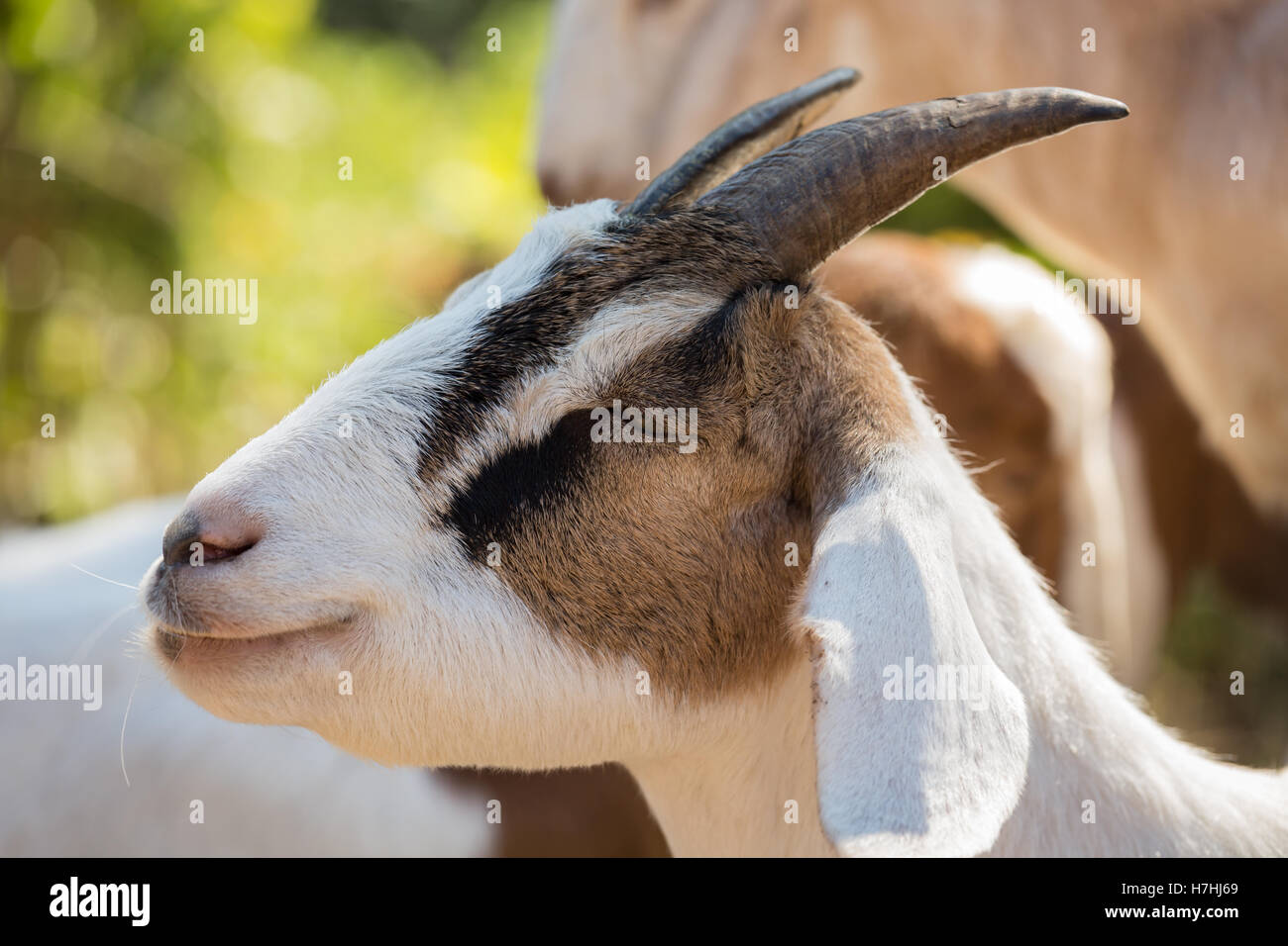 Goats at rest in evening sun Stock Photo - Alamy