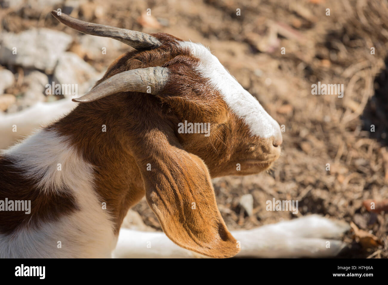 Goats at rest in evening sun Stock Photo - Alamy