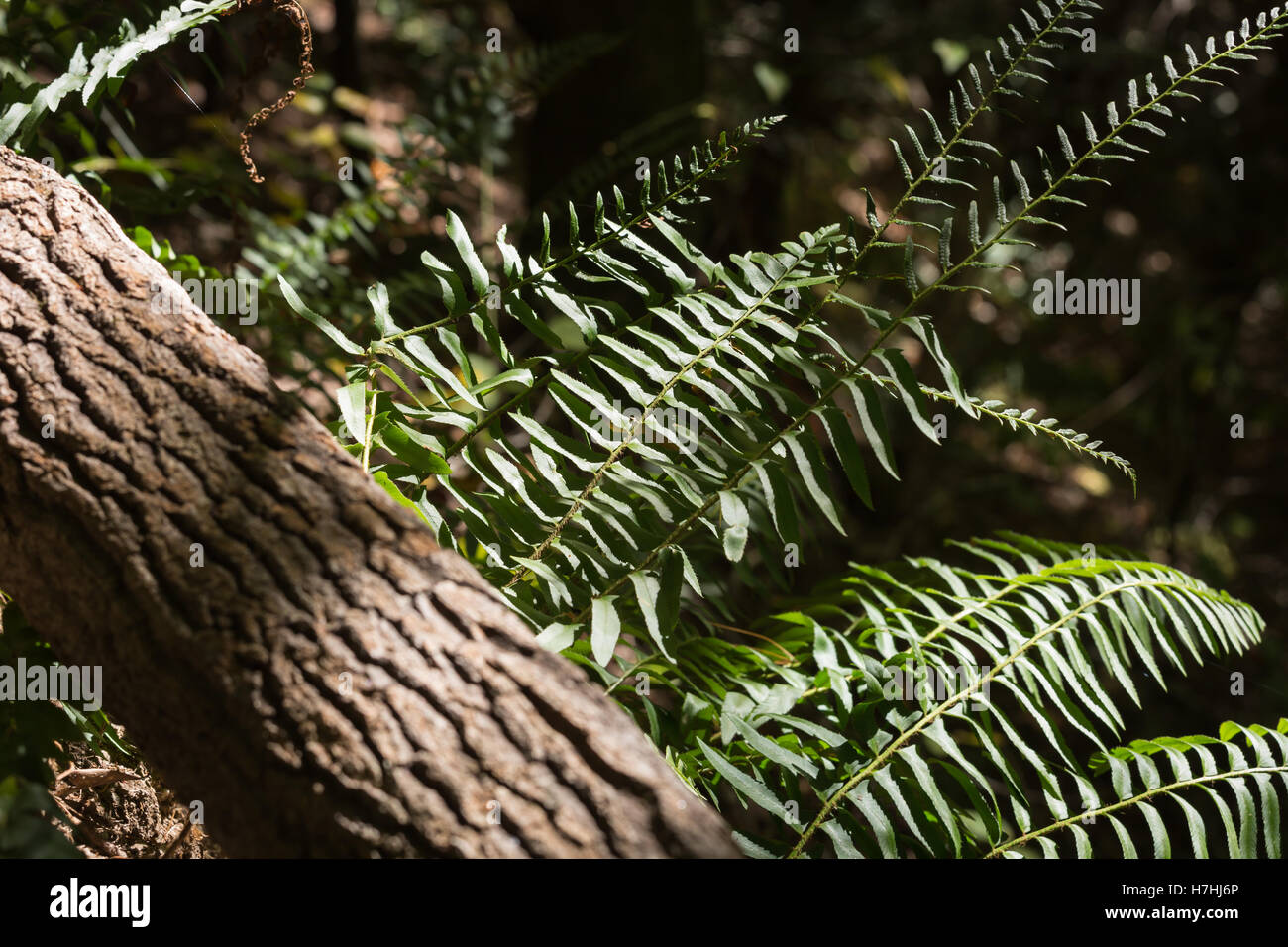 Early fall mountain ferns in the north georgia mountains Stock Photo ...