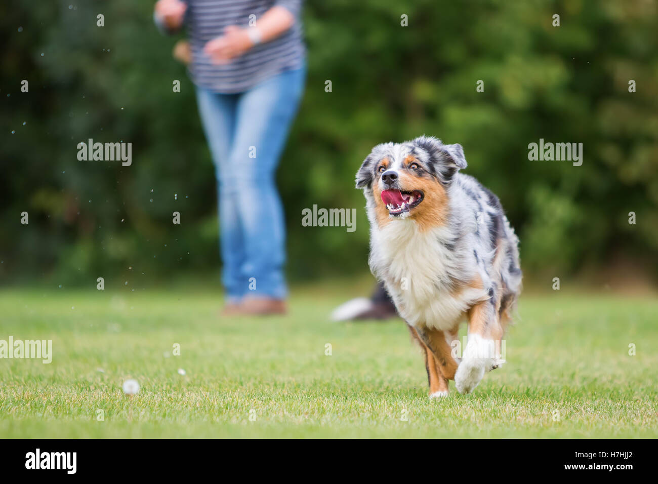 Retrieve the ball hi-res stock photography and images - Alamy