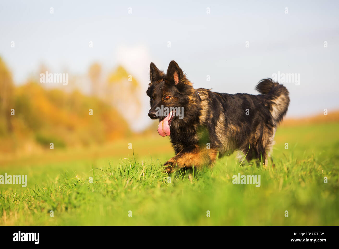cute German Shepherd dog running on the meadow Stock Photo - Alamy