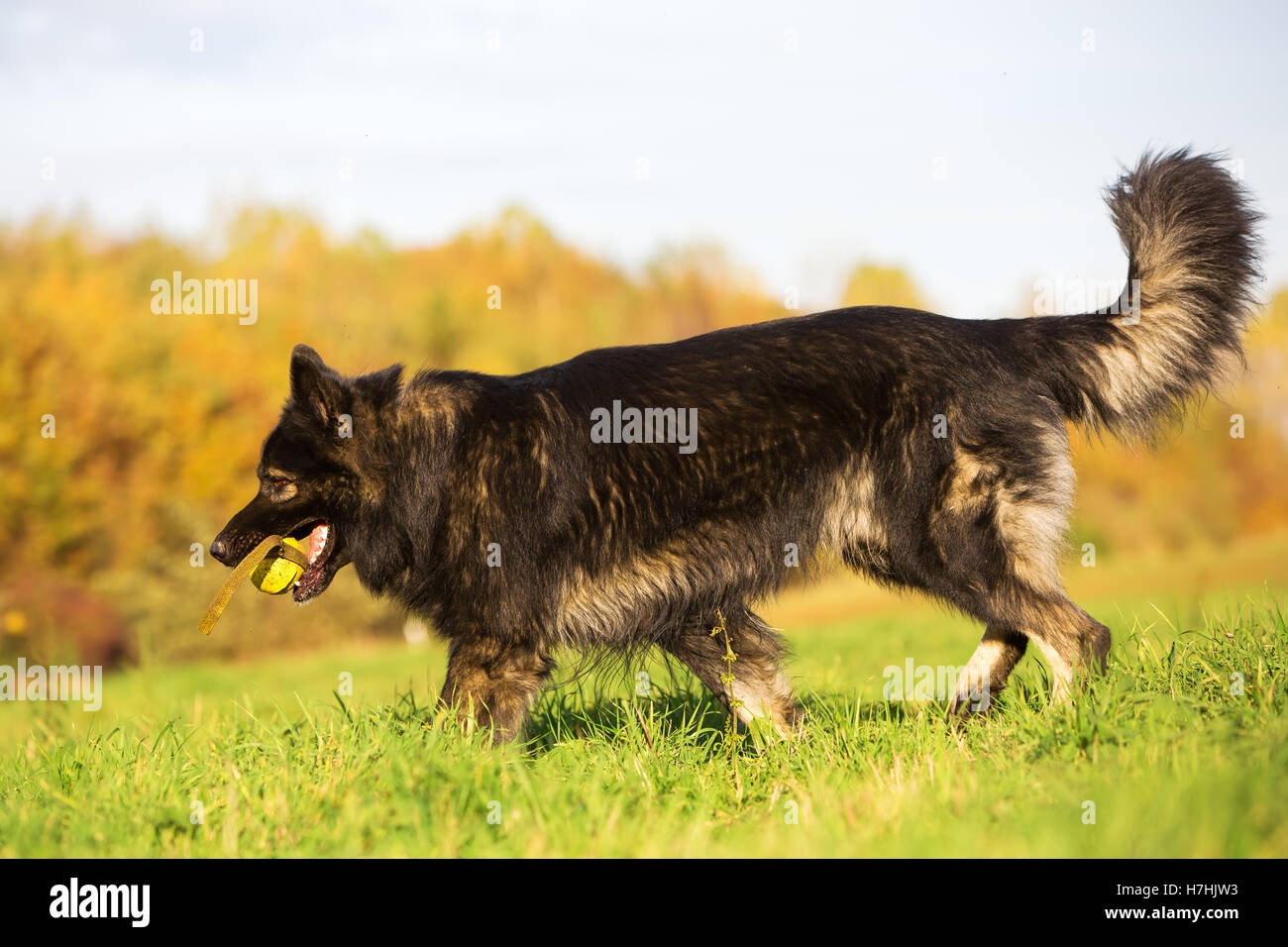 portrait of a German Shepherd dog with a ball in the snout Stock Photo ...