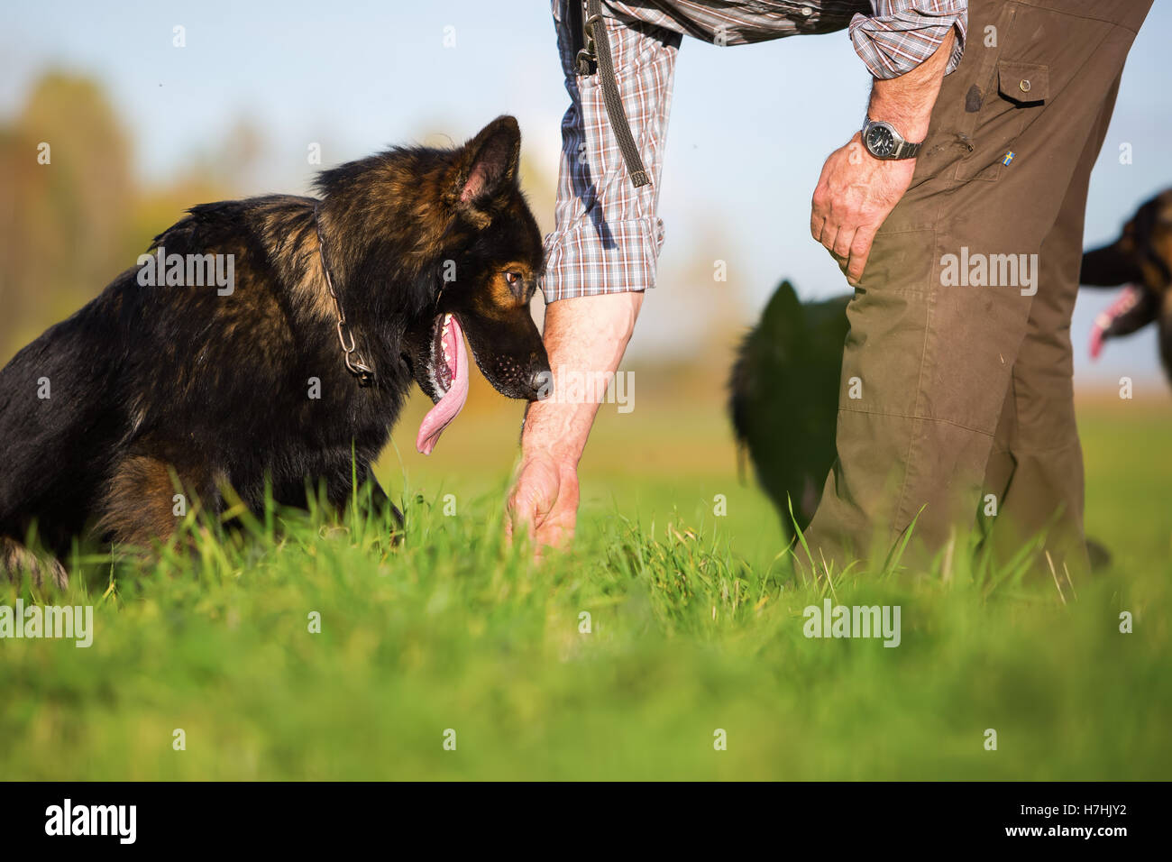 Man german shepherd hi-res stock photography and images - Alamy