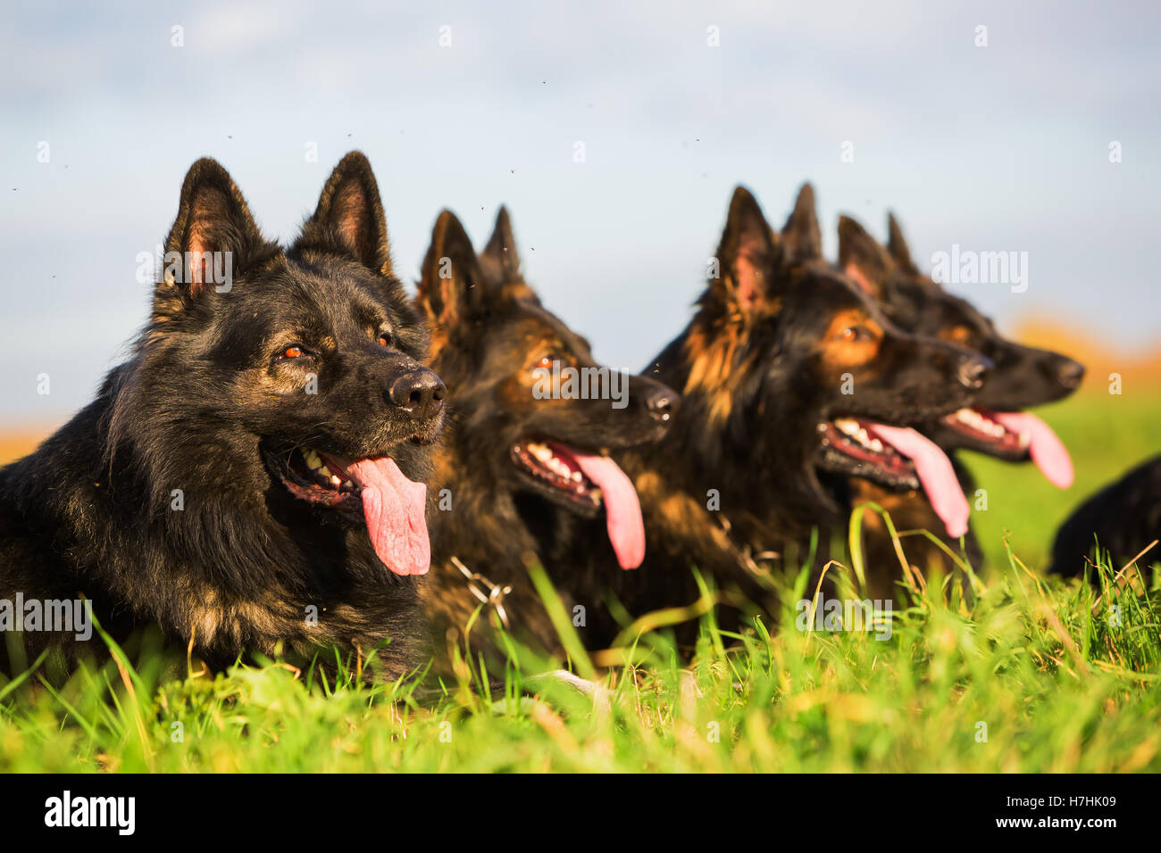 pack of German Shepherd dogs sitting in a row Stock Photo - Alamy