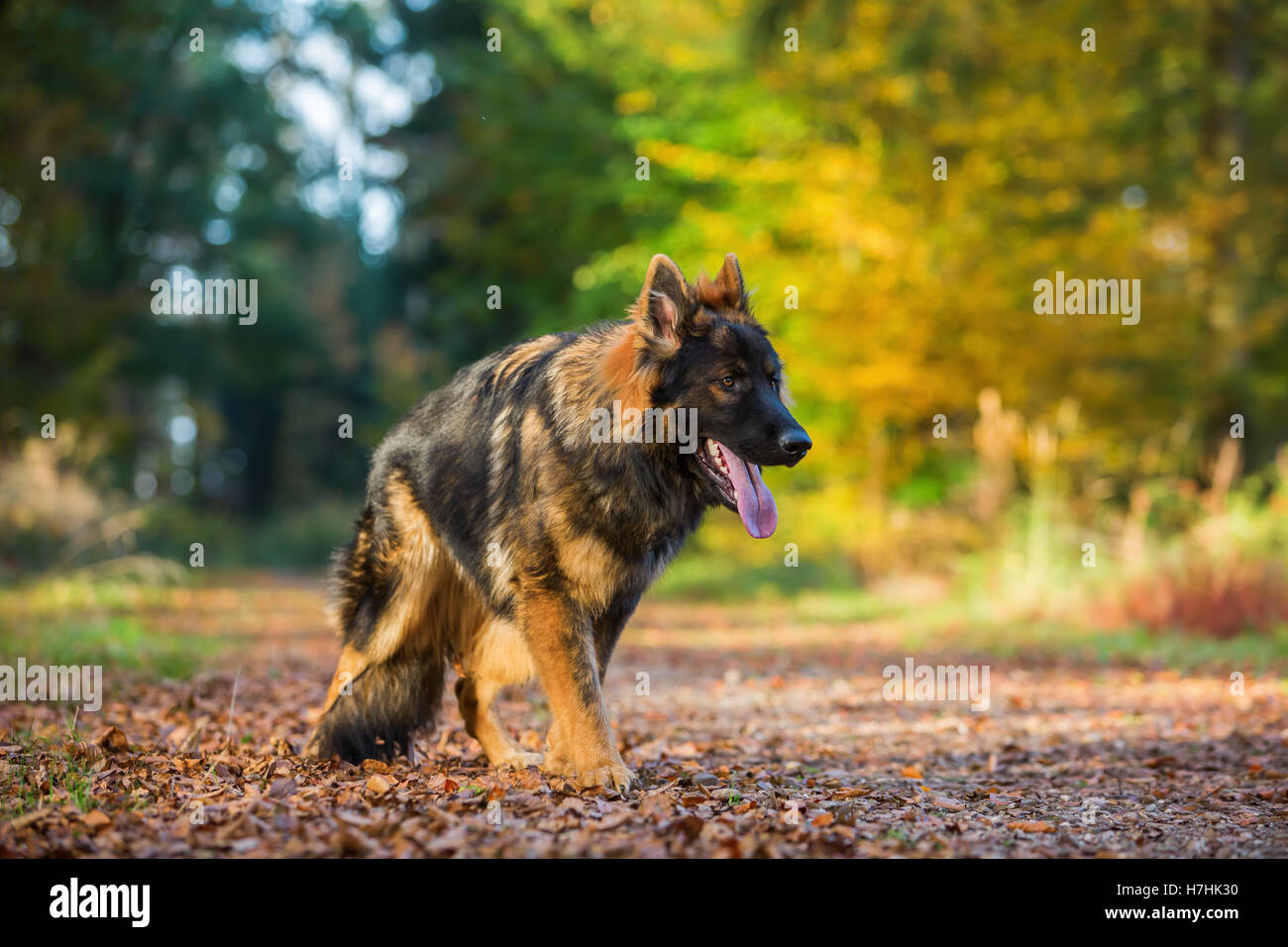 young German Shepherd dog walking in the forest Stock Photo - Alamy