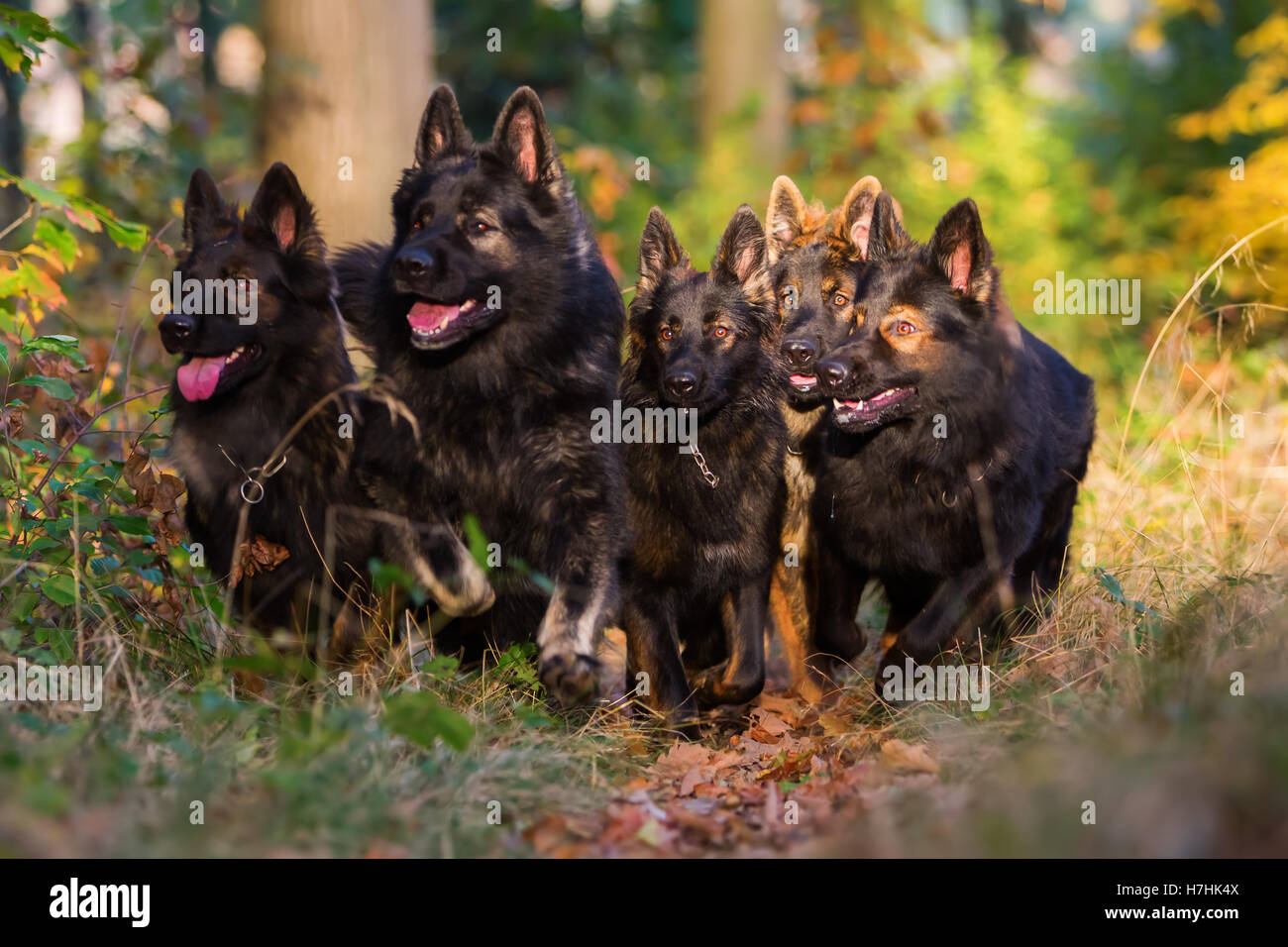 Pack Of German Shepherds