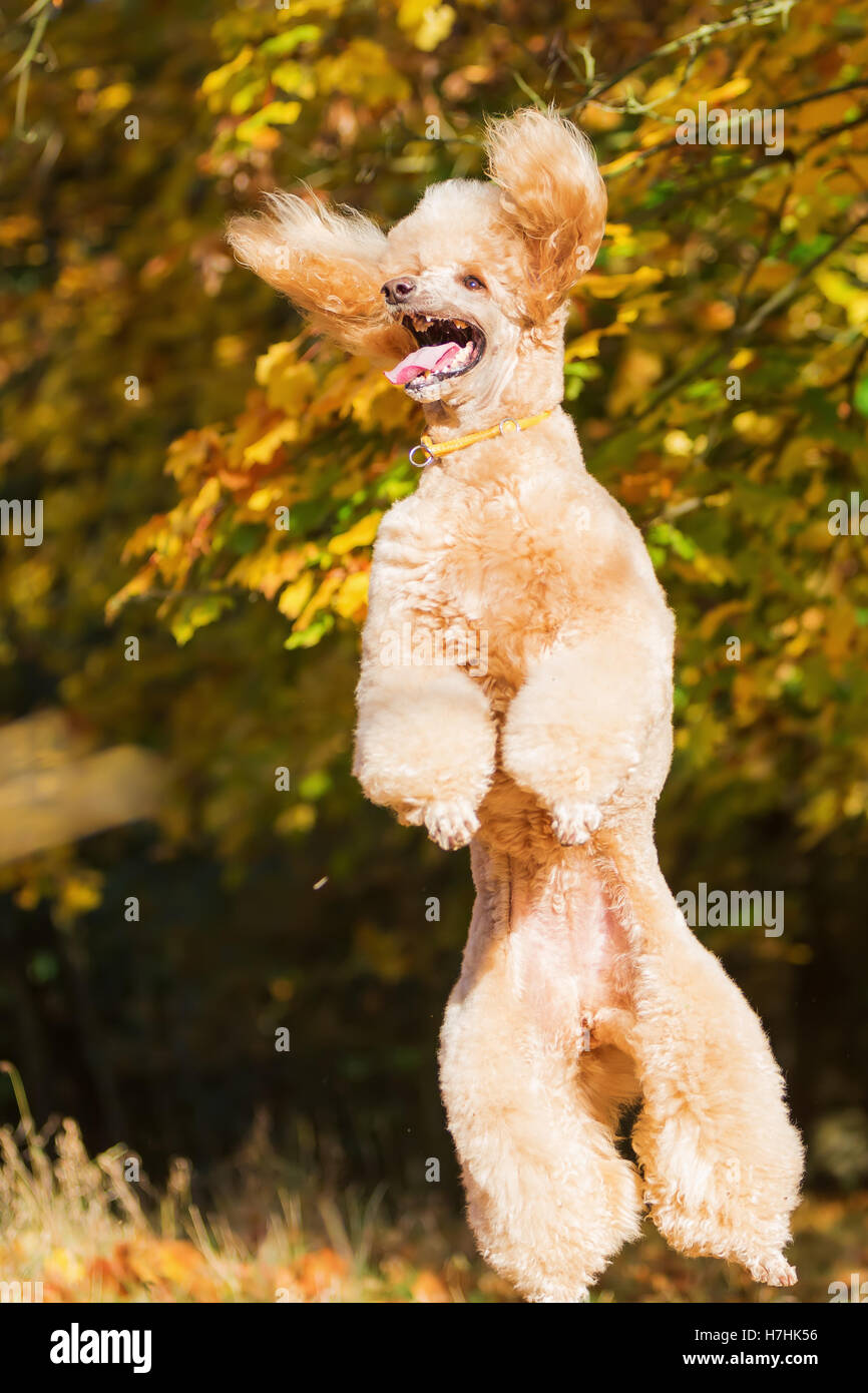 royal poodle has fun and jumps for autumn leaves Stock Photo - Alamy
