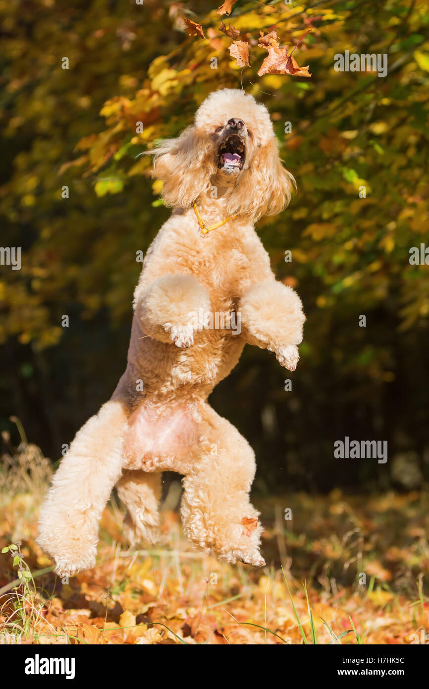 royal poodle has fun and jumps for autumn leaves Stock Photo - Alamy