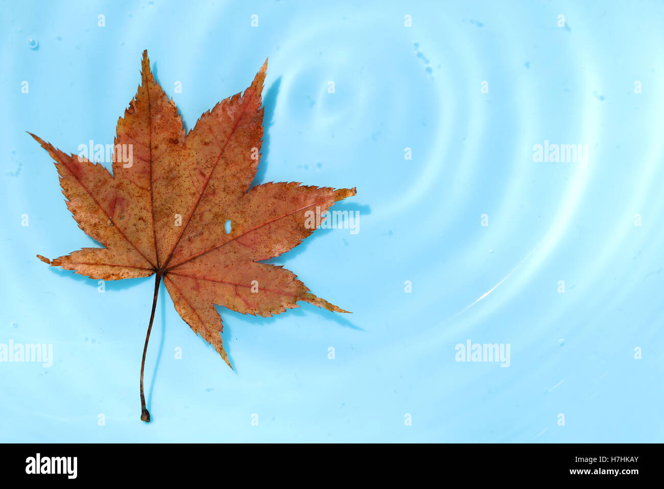 Japanese maple and ripple background #5 Stock Photo - Alamy