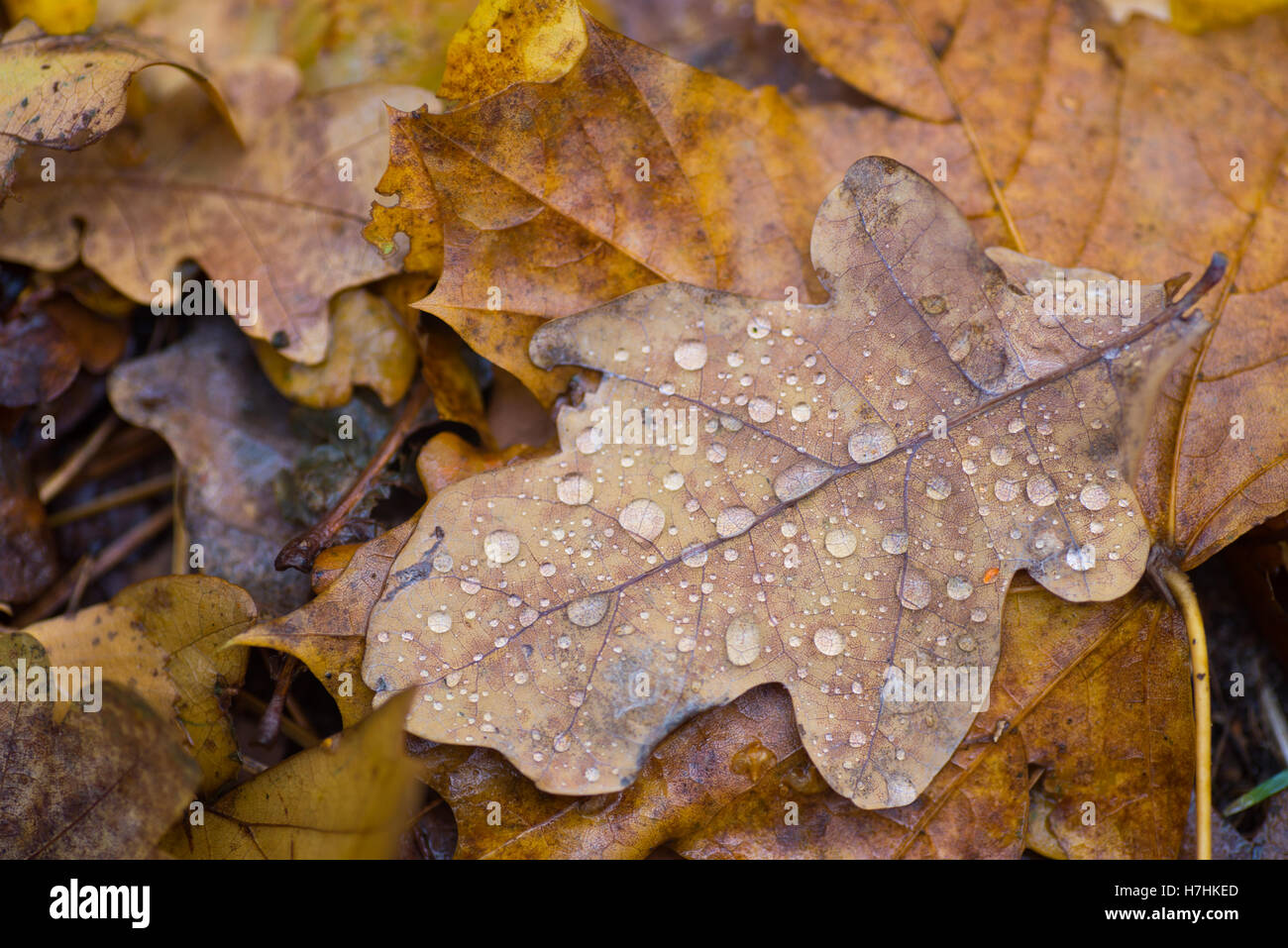 wet fall leaves in forest Stock Photo - Alamy