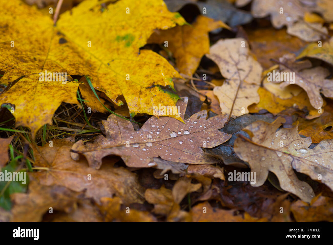 wet fall leaves in forest Stock Photo - Alamy