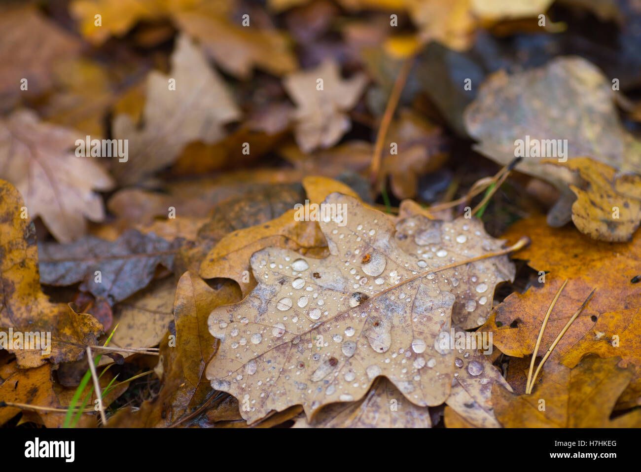 wet fall leaves in forest Stock Photo - Alamy