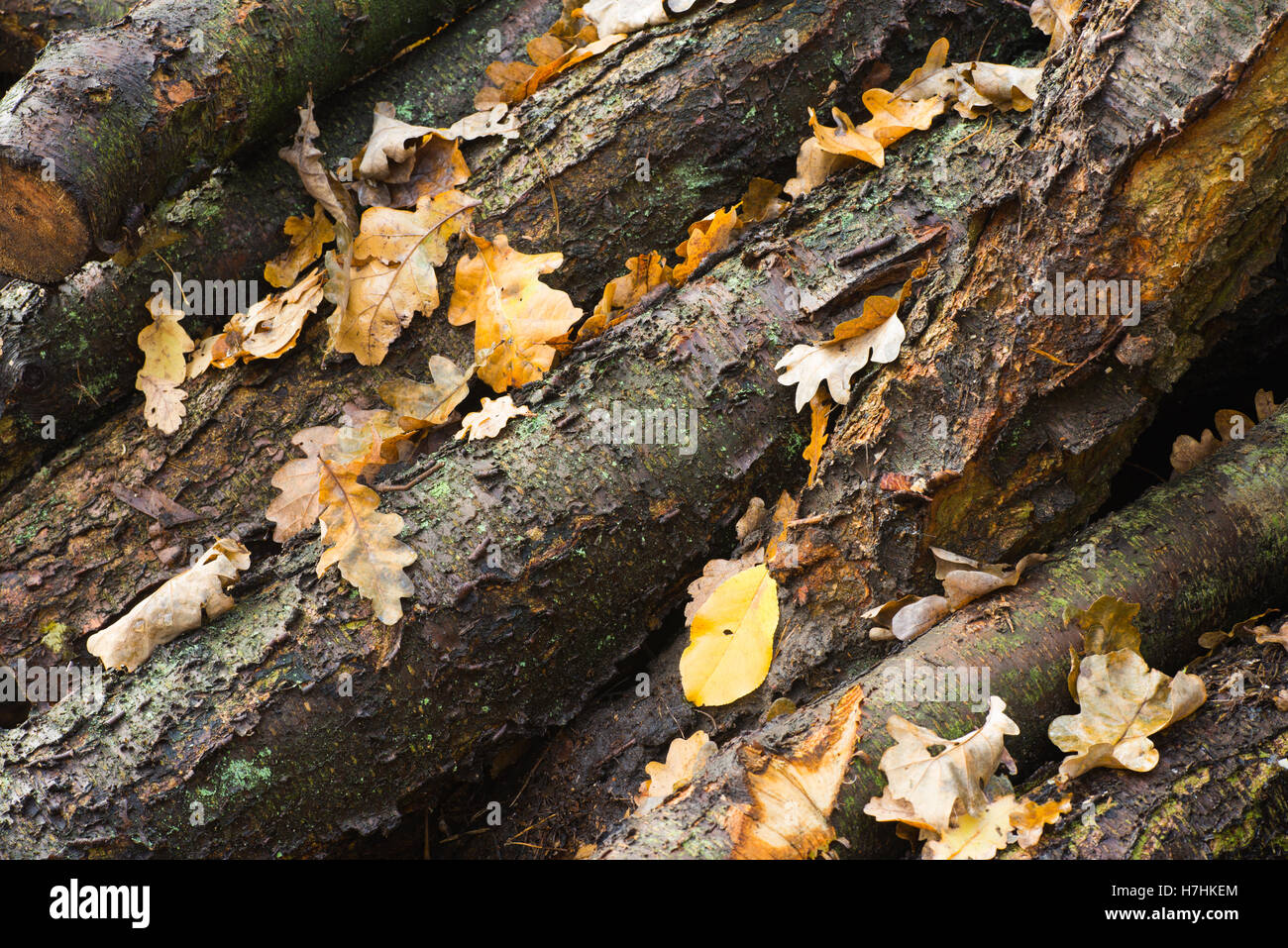 wet fall leaves in forest Stock Photo - Alamy