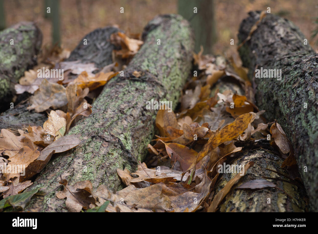 wet fall leaves in forest Stock Photo - Alamy
