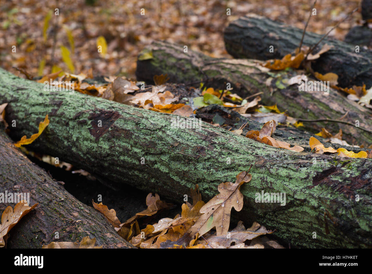wet fall leaves in forest Stock Photo - Alamy