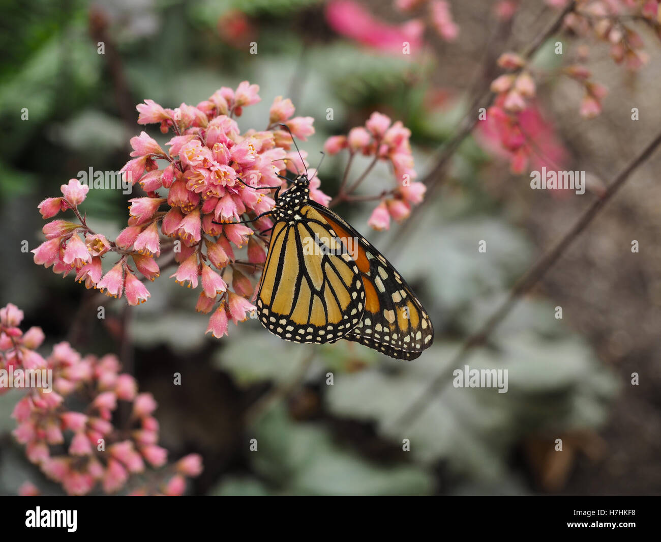 Pink flower with monarch butterfly hi-res stock photography and images ...