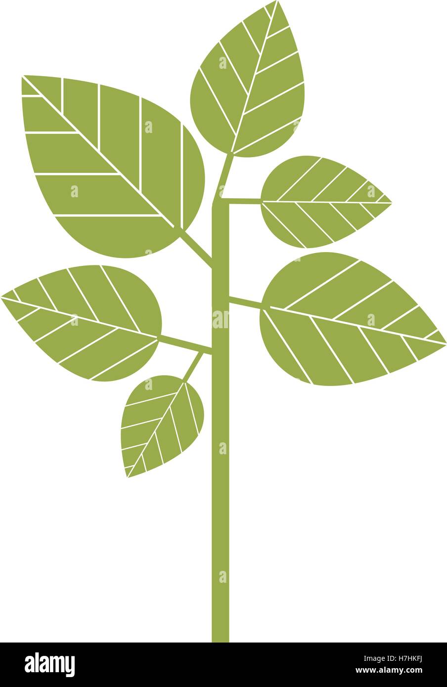 green plant with leaves over white background. vector illustration ...