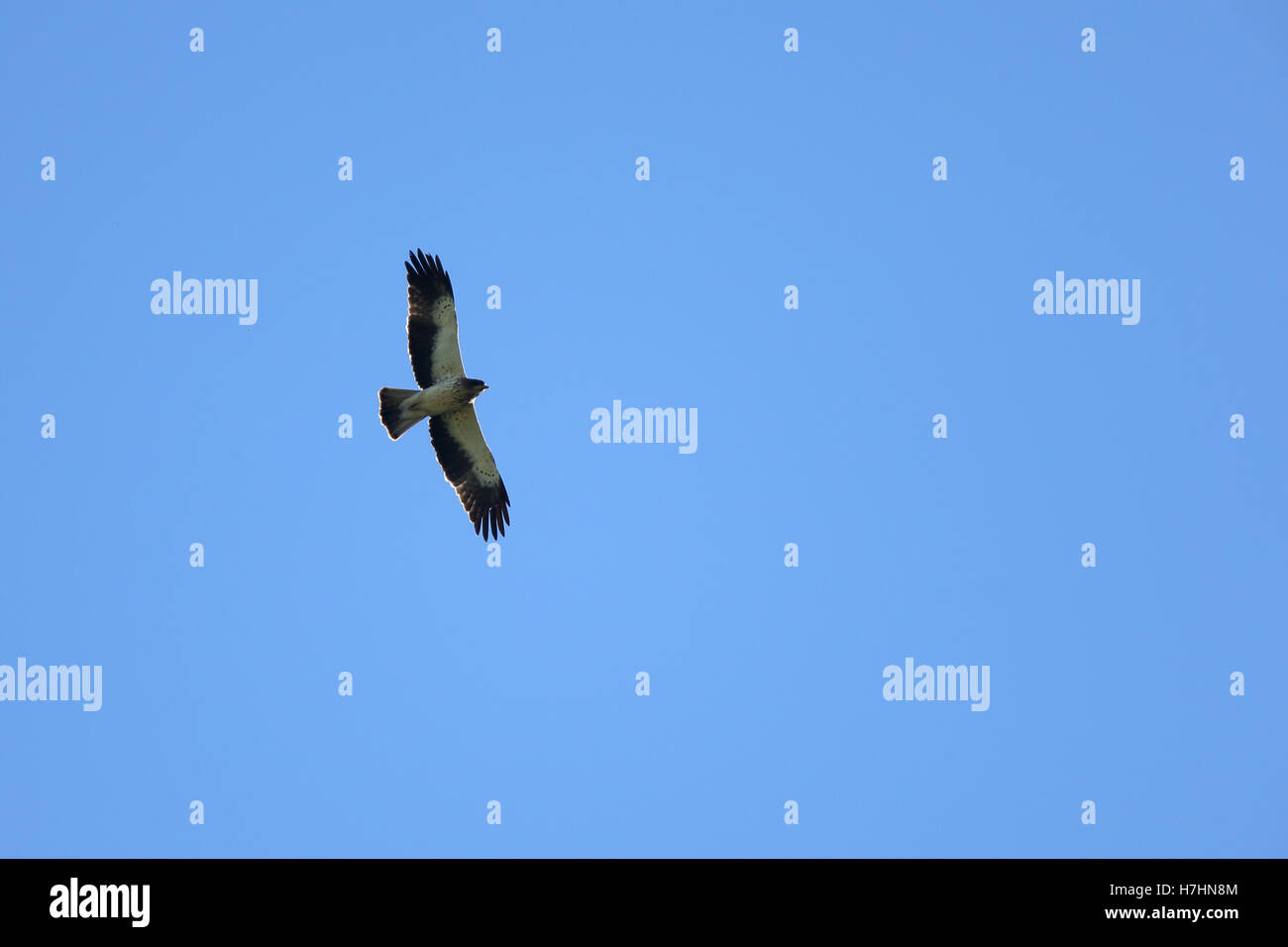 Booted Eagle, pale-phase, (Hieraaetus pennatus) flying overhead ...