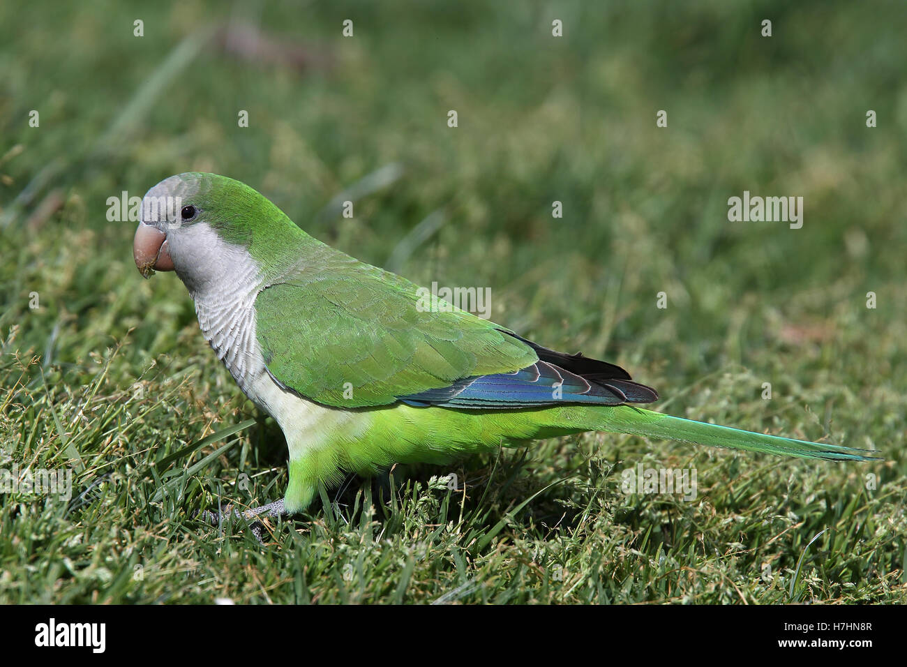 Monk parakeet myiopsitta monachus malaga hi-res stock photography and ...