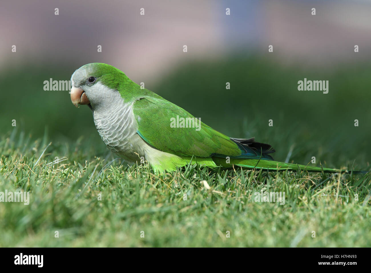 A feral Monk Parakeet (Myiopsitta monachus), Malaga, Andalucia, Spain ...