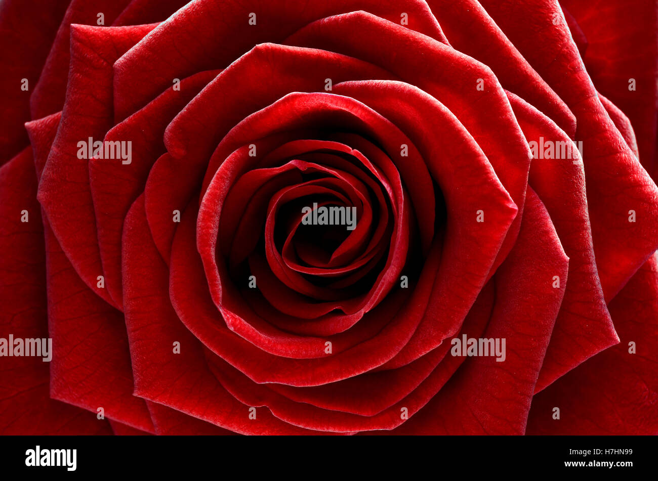 Red rose flower background Stock Photo - Alamy