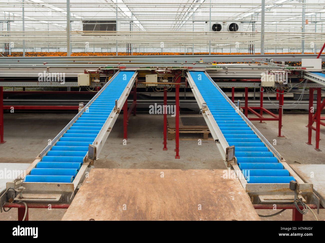 blue conveyor-belt in a commercial greenhouse in the netherlands Stock ...