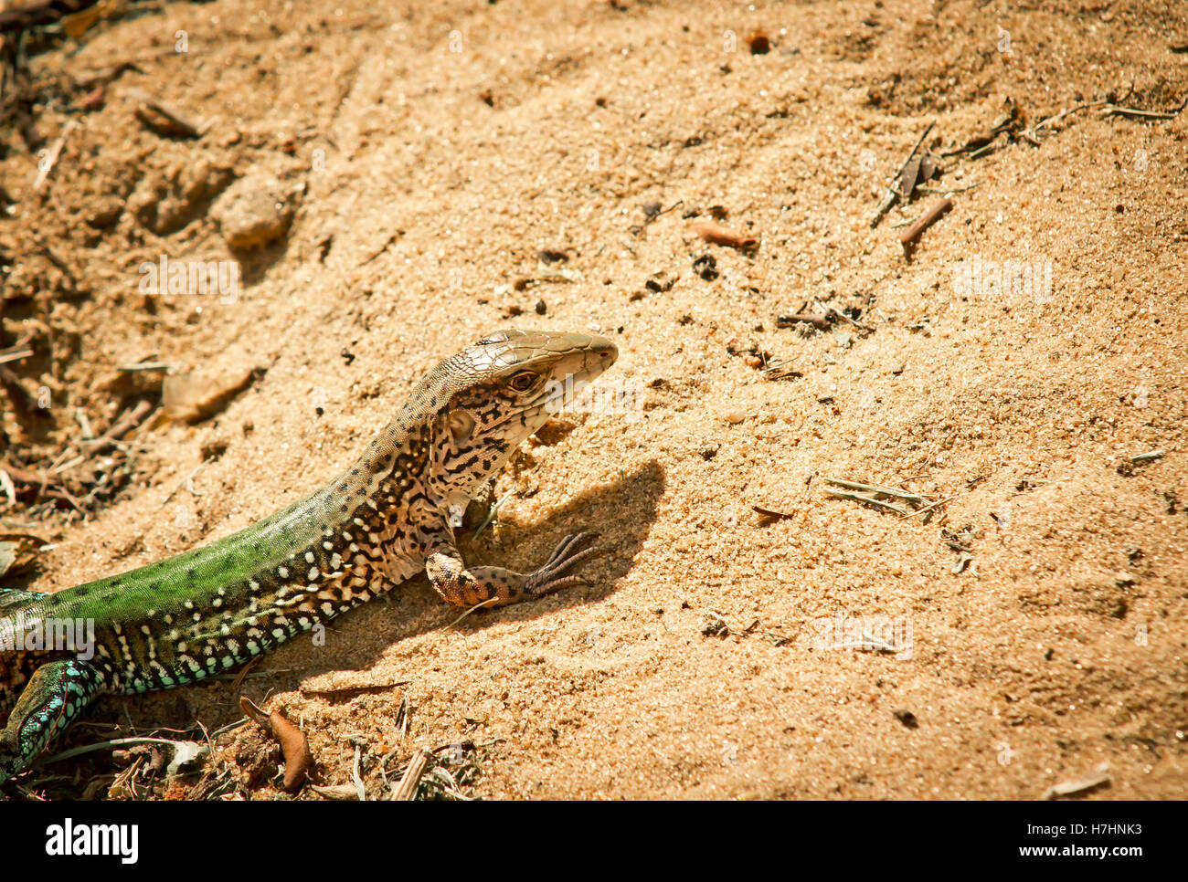 Green ameiva hi-res stock photography and images - Alamy