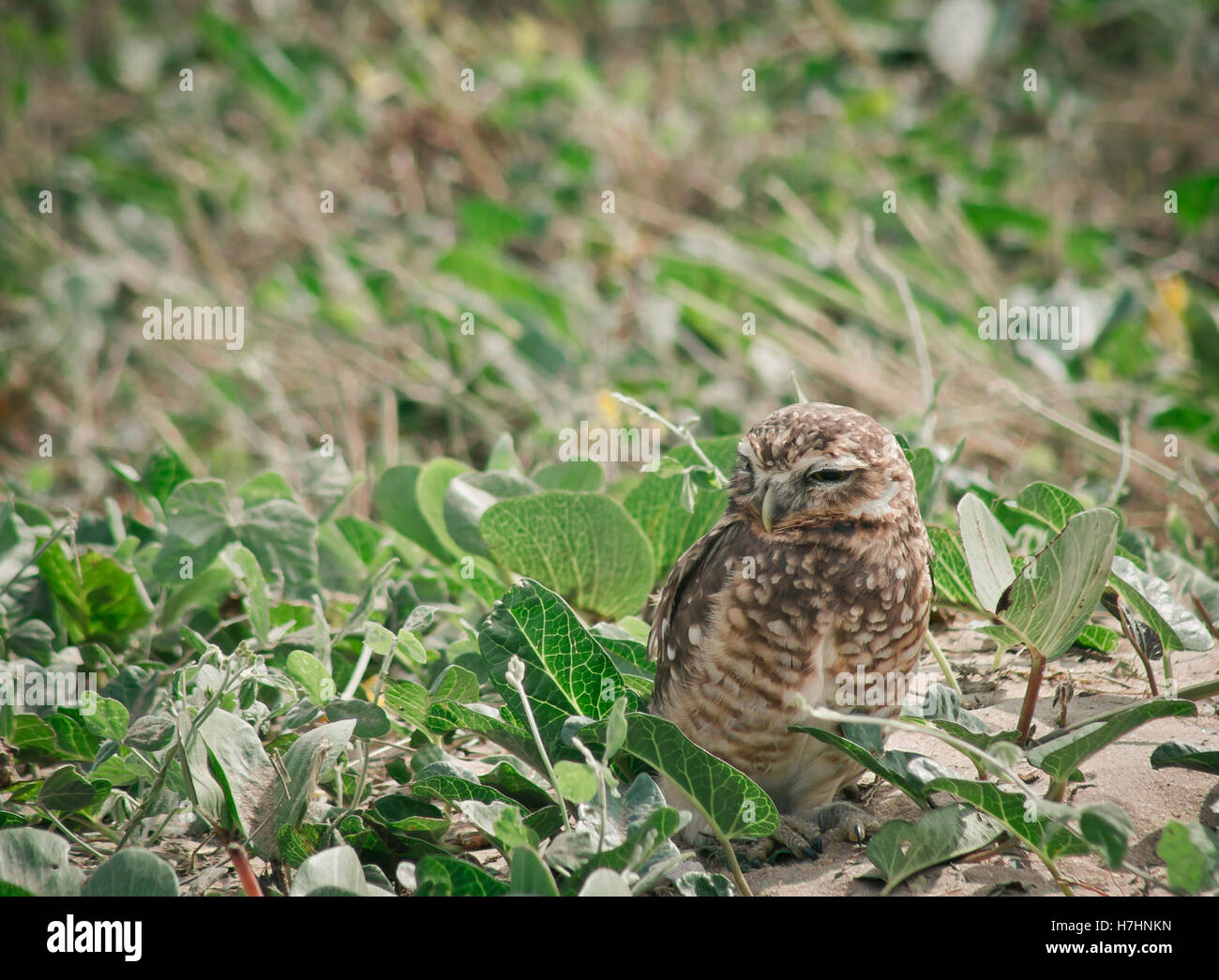 View of asleep burrowing owl among green vegetation on sand ground ...