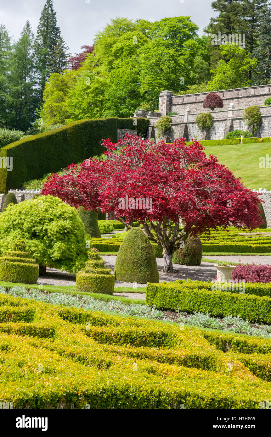 The formal terraced gardens of Drummond Castle Gardens, Muthill, near ...