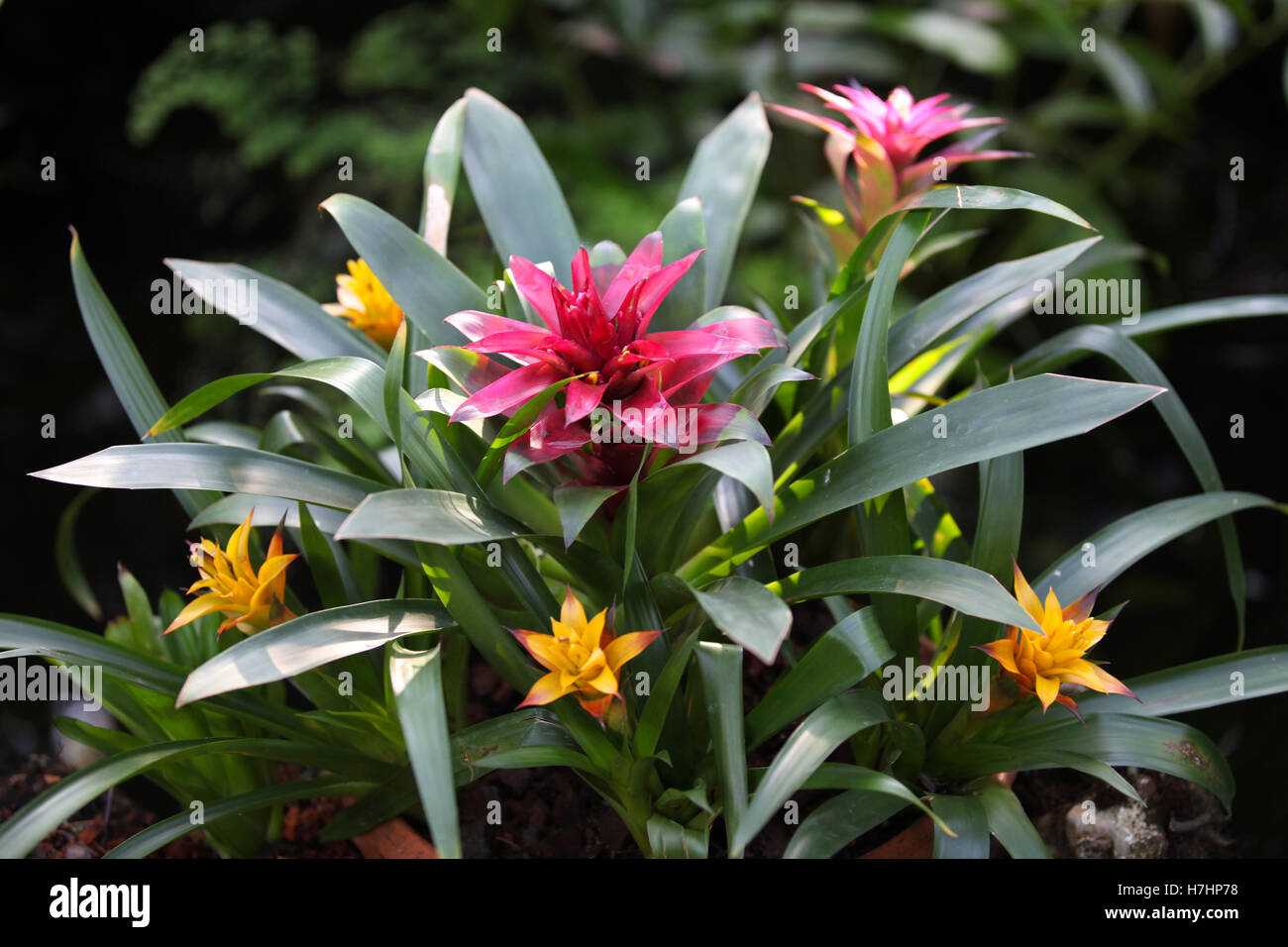 Blooming bright colored flowers, Thailand, South East Asia Stock Photo ...
