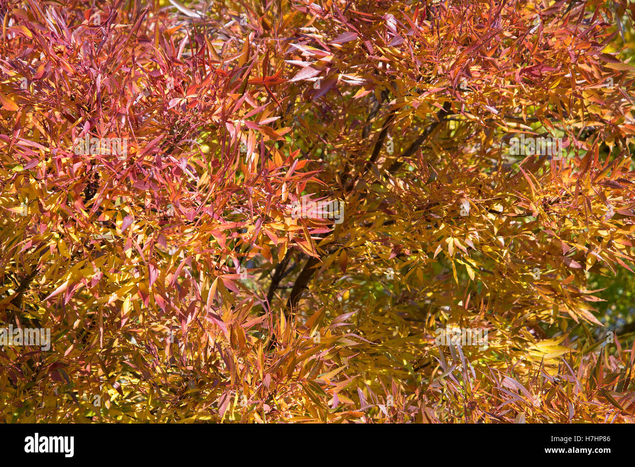 Stunning yellow trees hi-res stock photography and images - Alamy