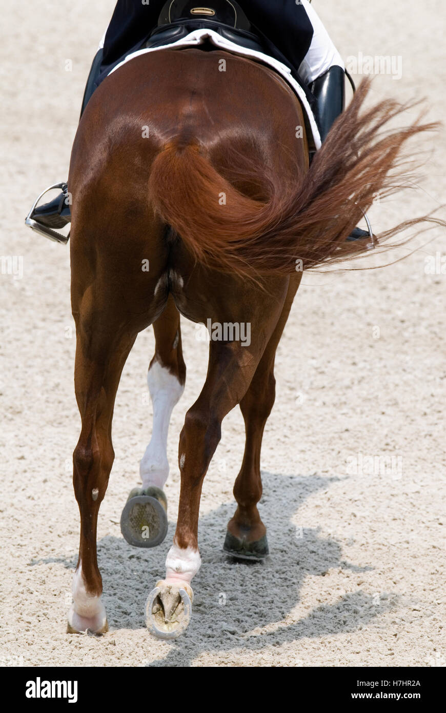 Dressage display hi-res stock photography and images - Alamy