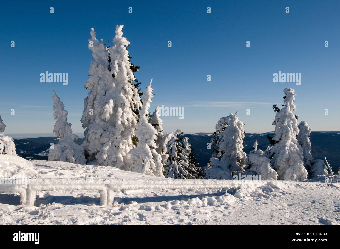Snow-covered pine trees on the summit plateau of the Grosser Arber ...