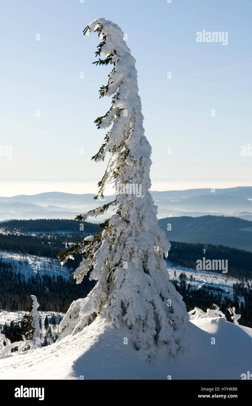 Snow-covered pine trees on the summit plateau of the Grosser Arber ...