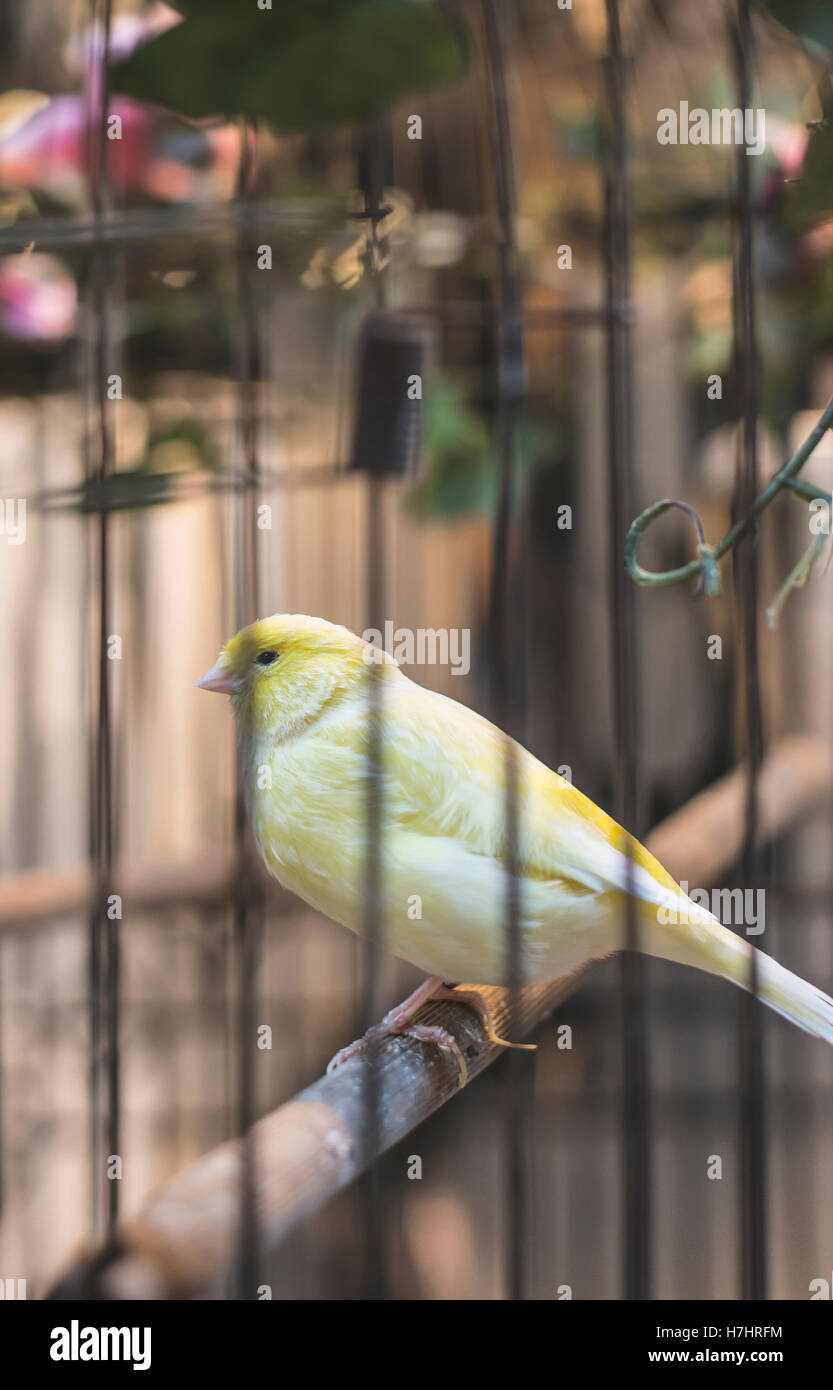 Pet bird finch cage hi-res stock photography and images - Alamy