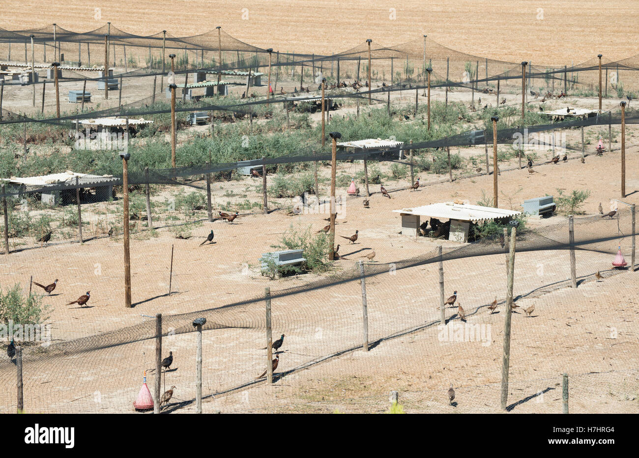 Farm for breeding pheasants Stock Photo - Alamy