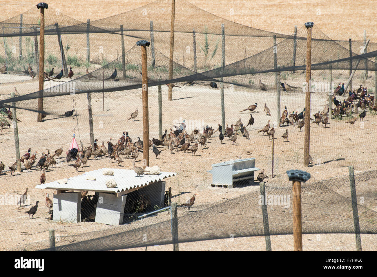 Farm for breeding pheasants Stock Photo - Alamy