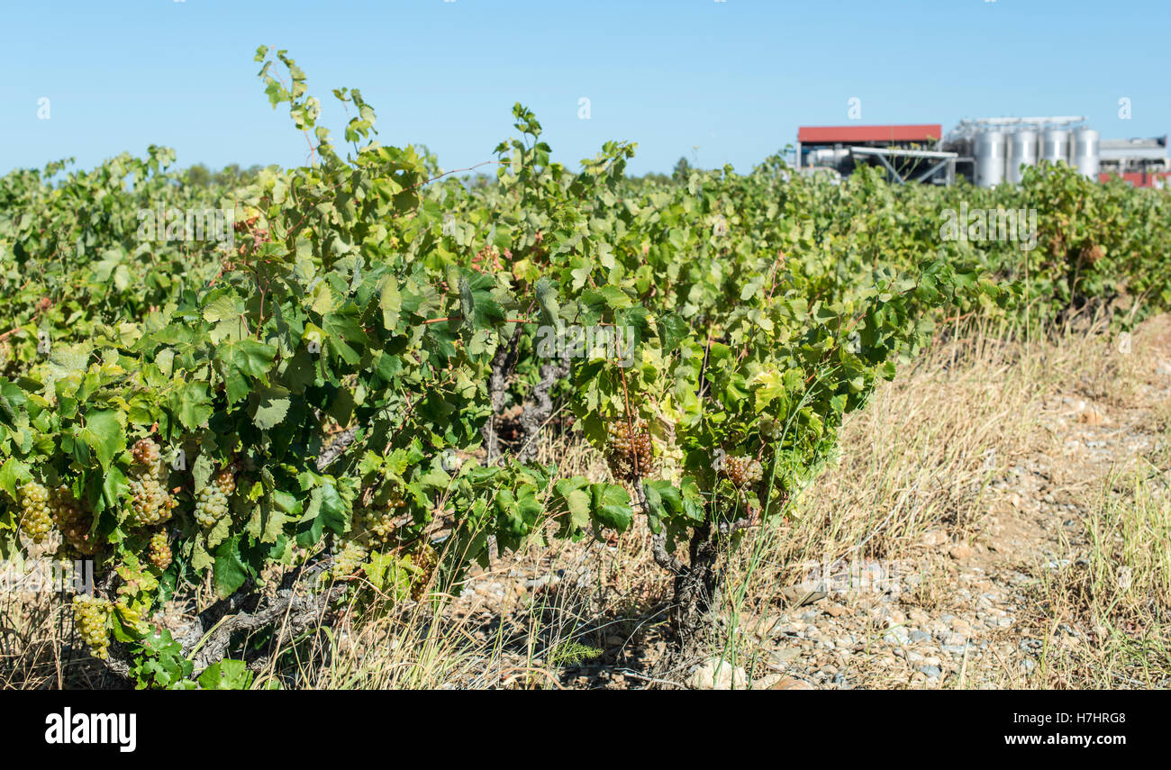 Vineyards and vine factory on background Stock Photo - Alamy