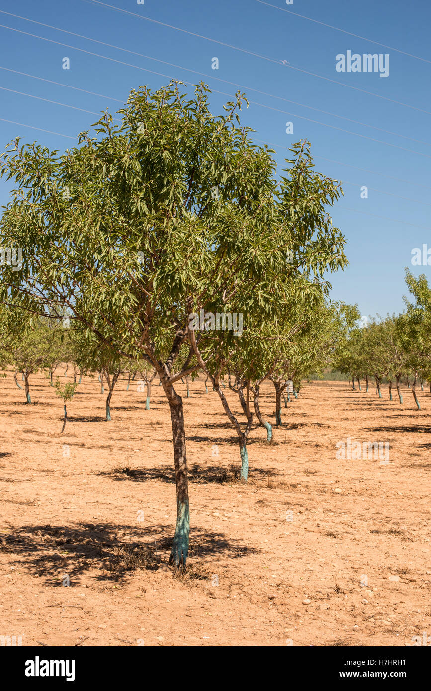 Almond plantation trees in a row Stock Photo - Alamy