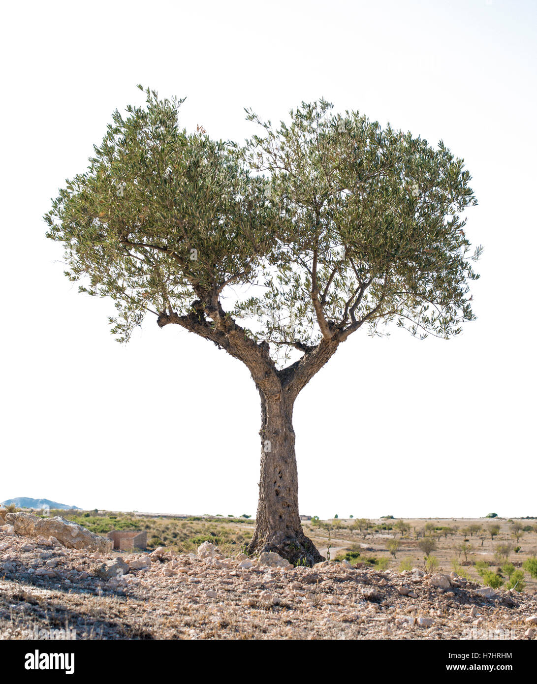 Isolated olive tree. Low poinf of view Stock Photo - Alamy