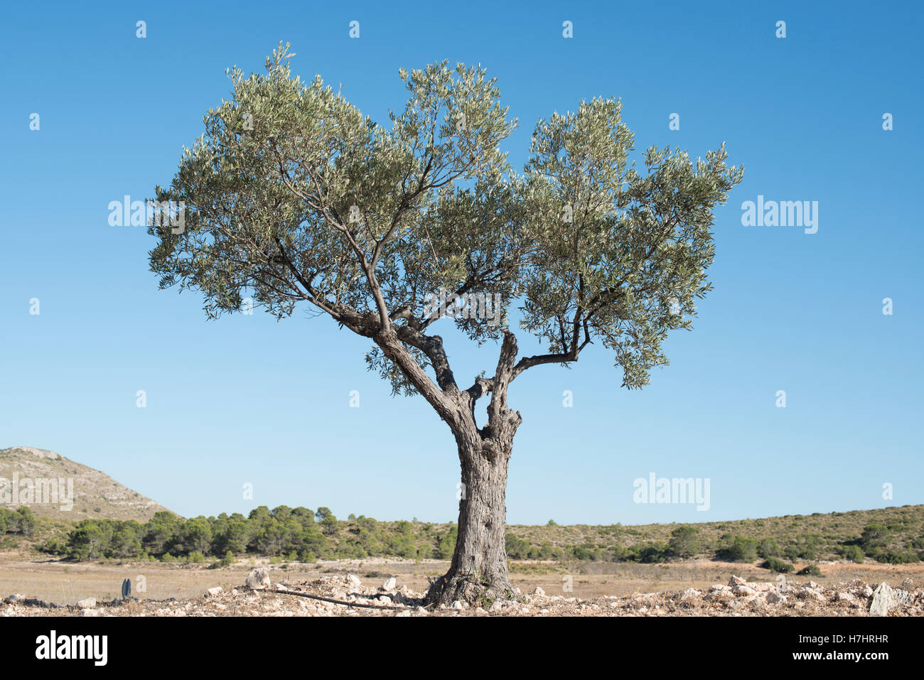 Isolated olive tree. Low poinf of view Stock Photo - Alamy