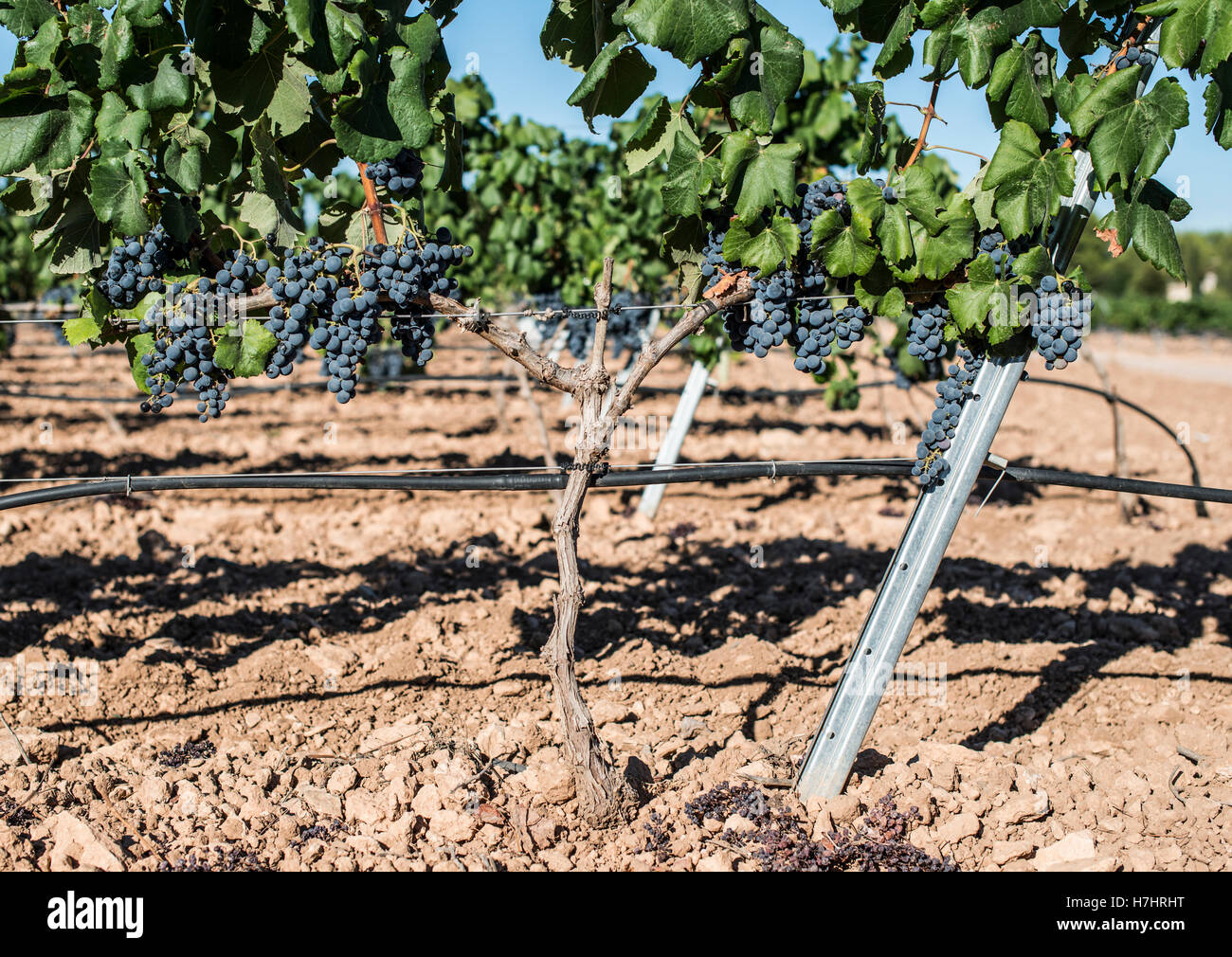 Red wine grapes. Vineyards Stock Photo - Alamy